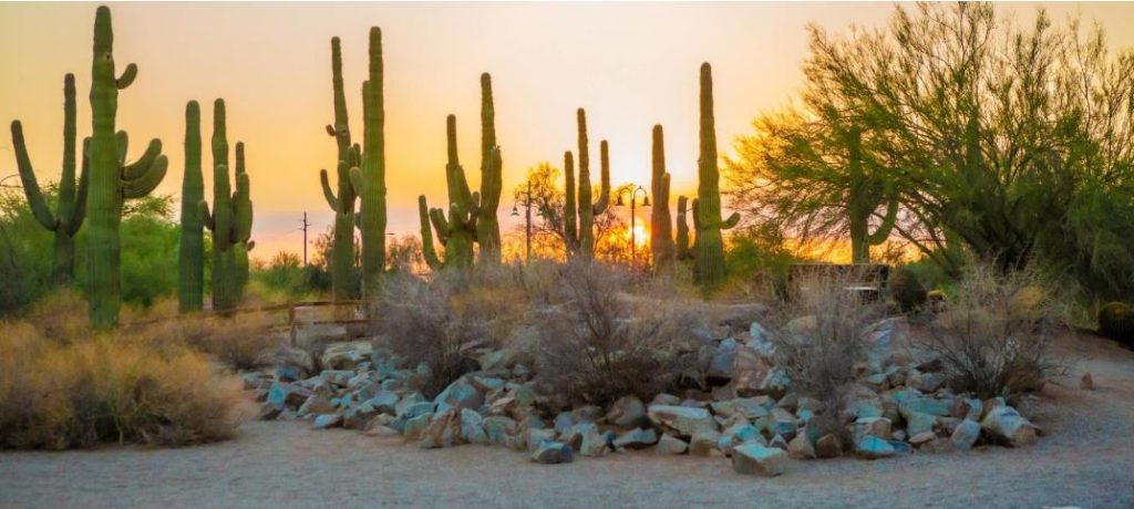 Riparian Preserve at Gilbert Water Ranch – Arizona Birding Trail