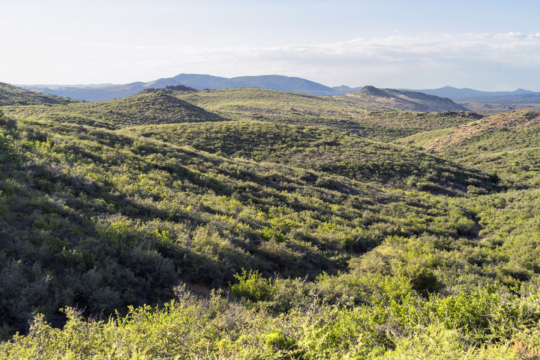 Habitats of Arizona – Arizona Birding Trail