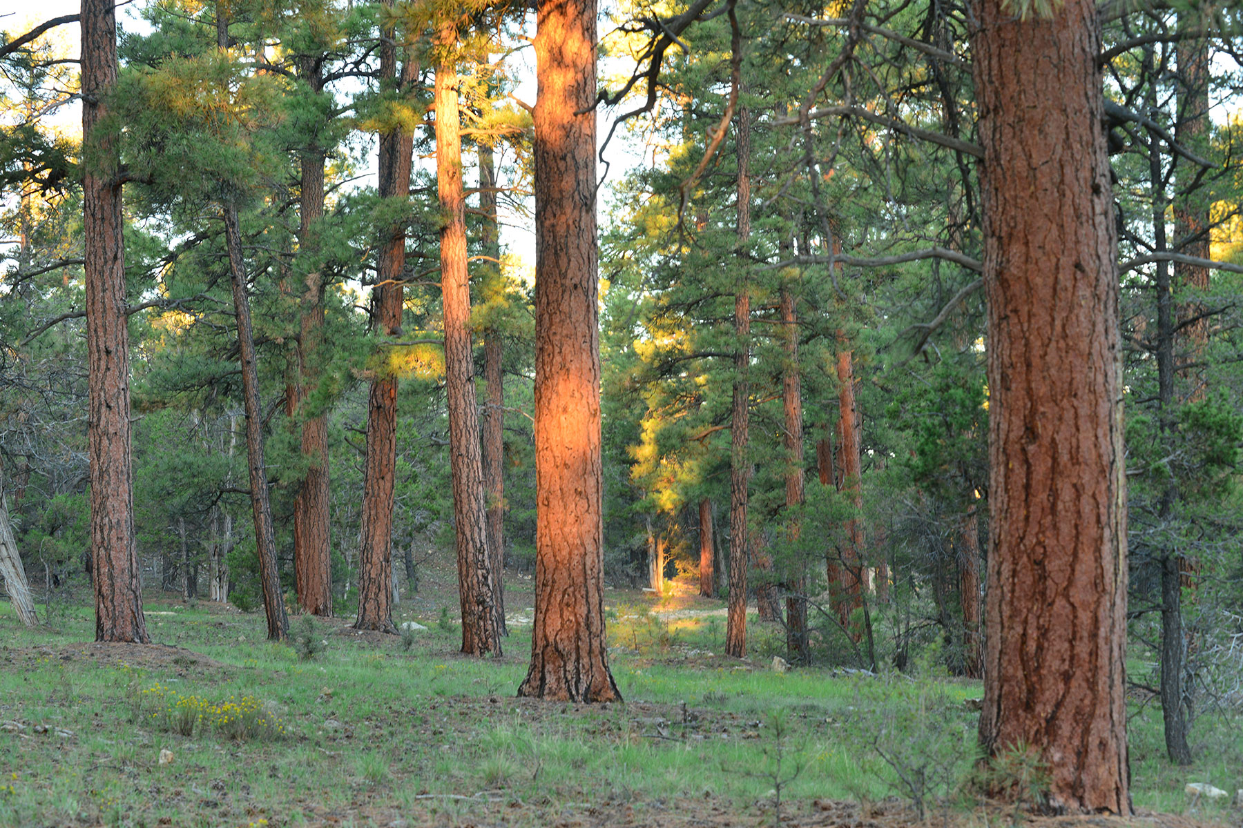Habitats of Arizona – Arizona Birding Trail